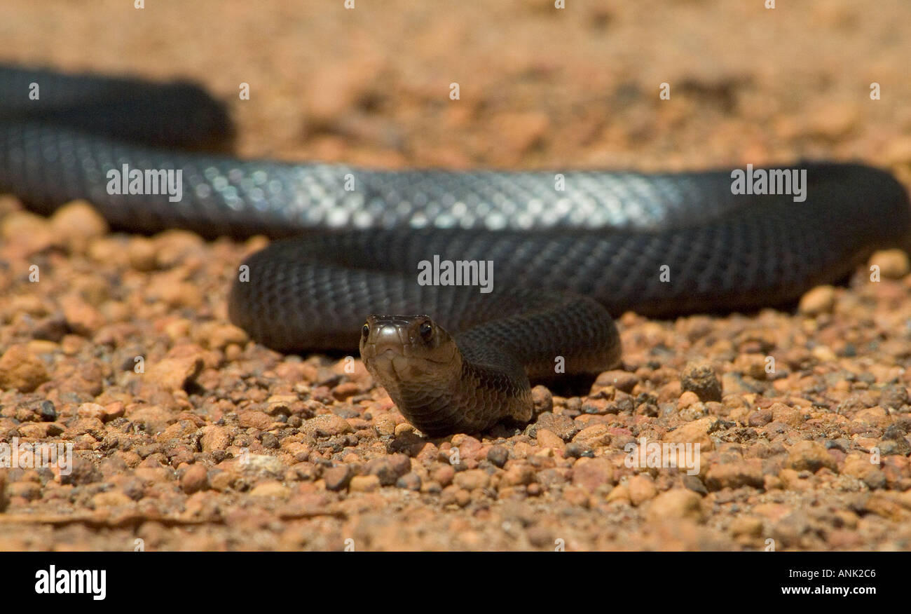 Pseudonaja affinis western australia hi-res stock photography and ...