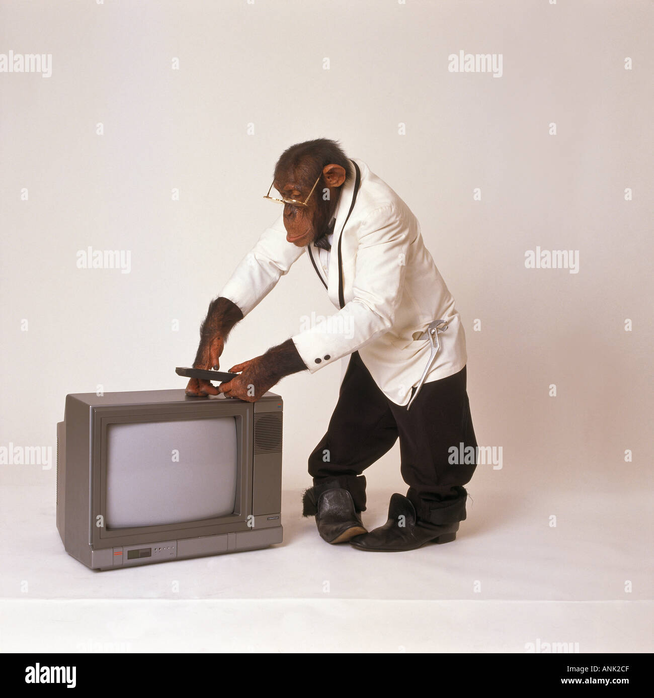 Chimpanzee tv hi-res stock photography and images - Alamy