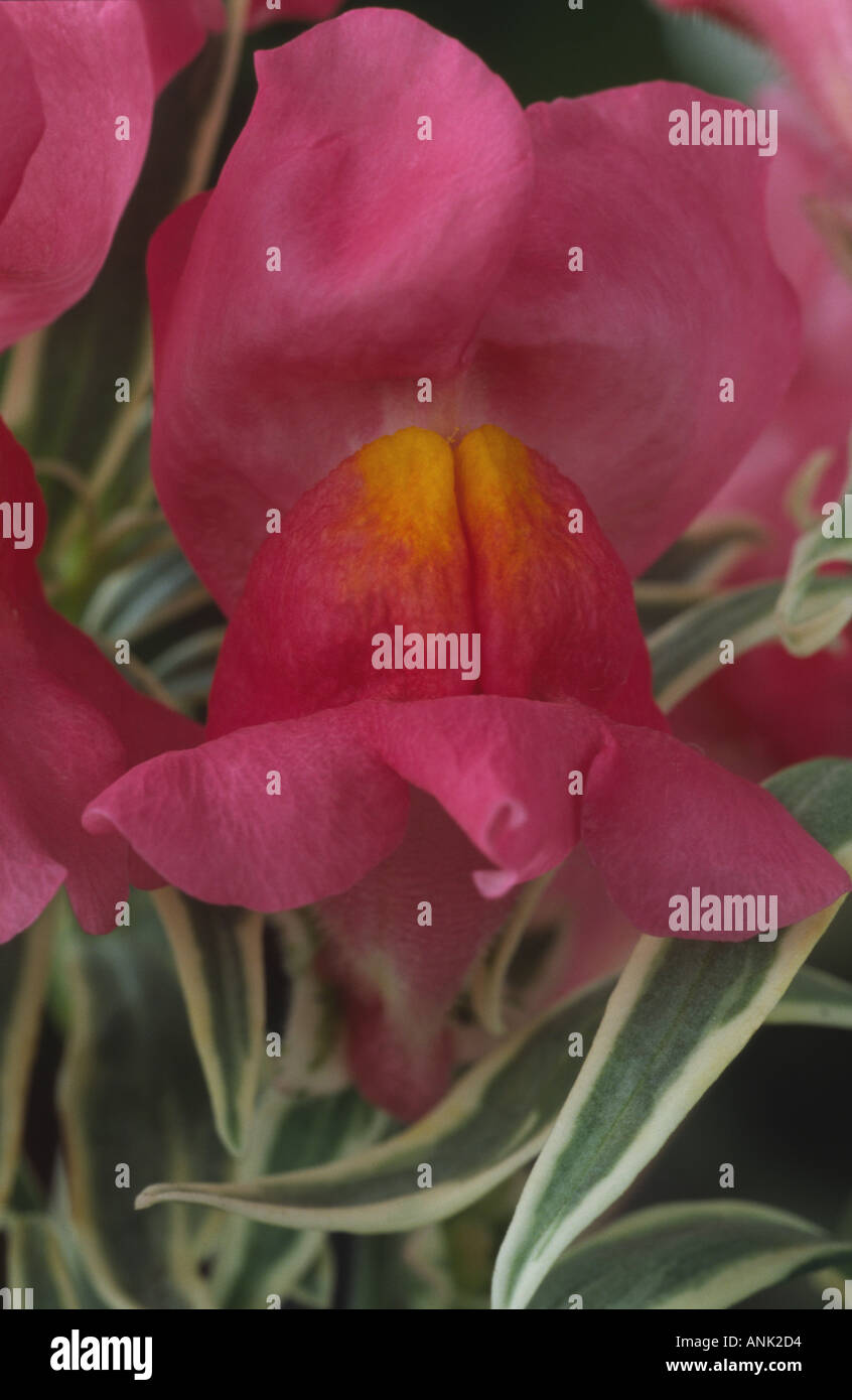 Antirrhinums pink hi-res stock photography and images - Alamy