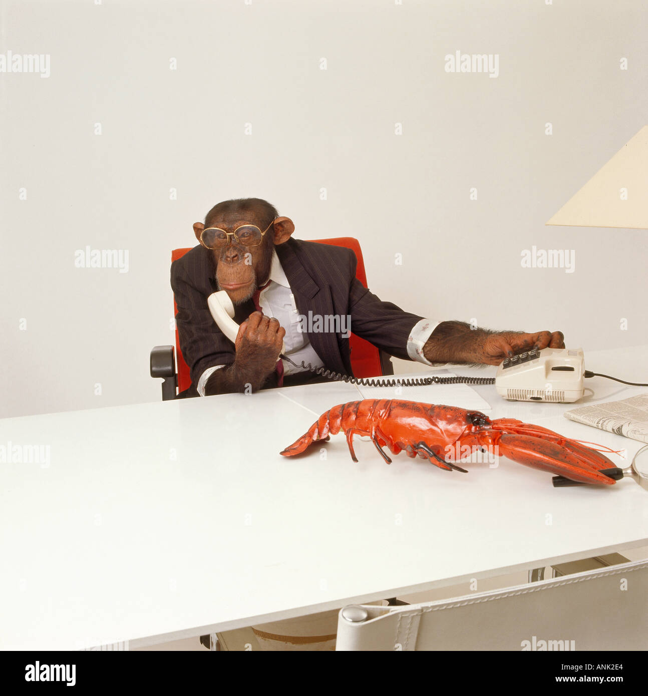 Office monkey hi-res stock photography and images - Alamy