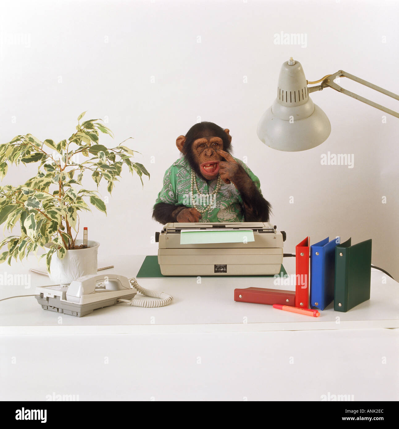 Funny animals in office hi-res stock photography and images - Alamy