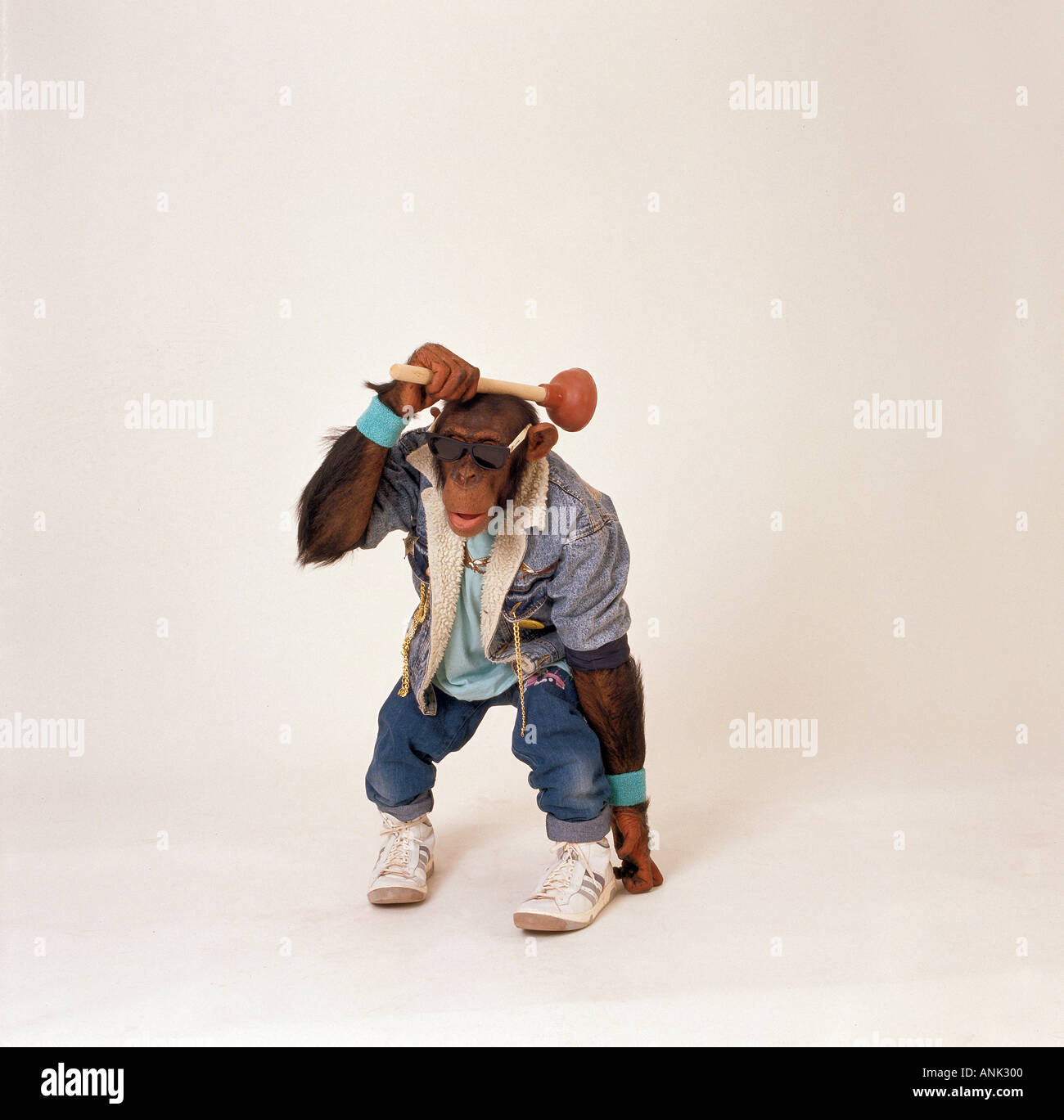 Savanna chimpanzee as punk / Pan troglodytes Stock Photo - Alamy