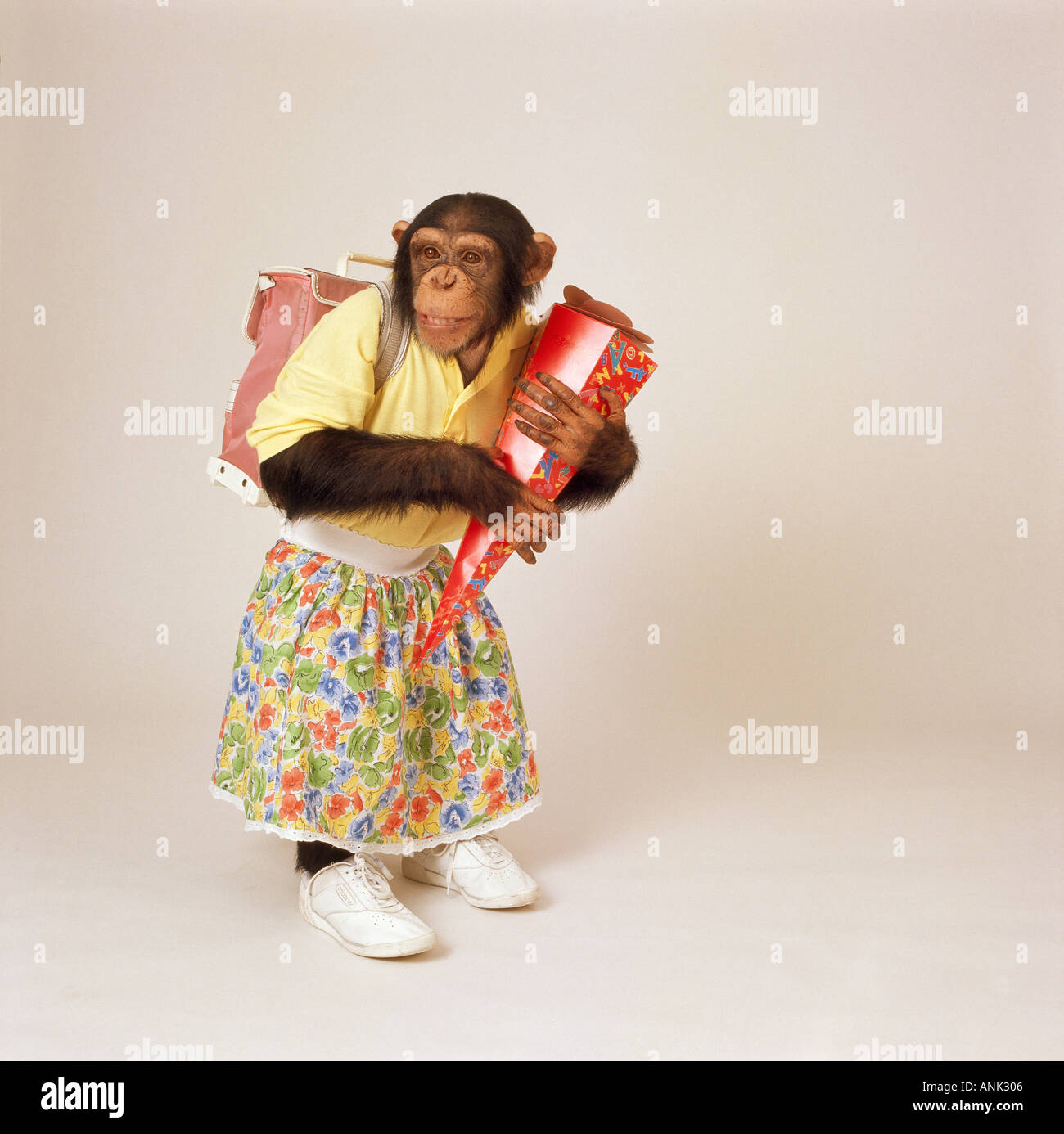 Chimpanzee In Classroom