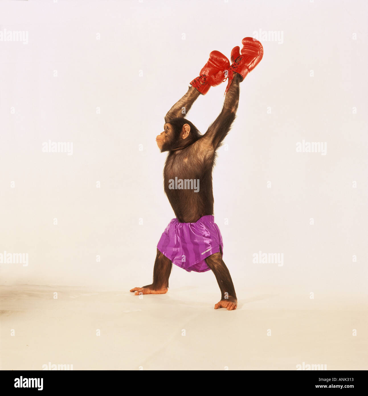 Chimpanzee boxing gloves hi-res stock photography and images - Alamy