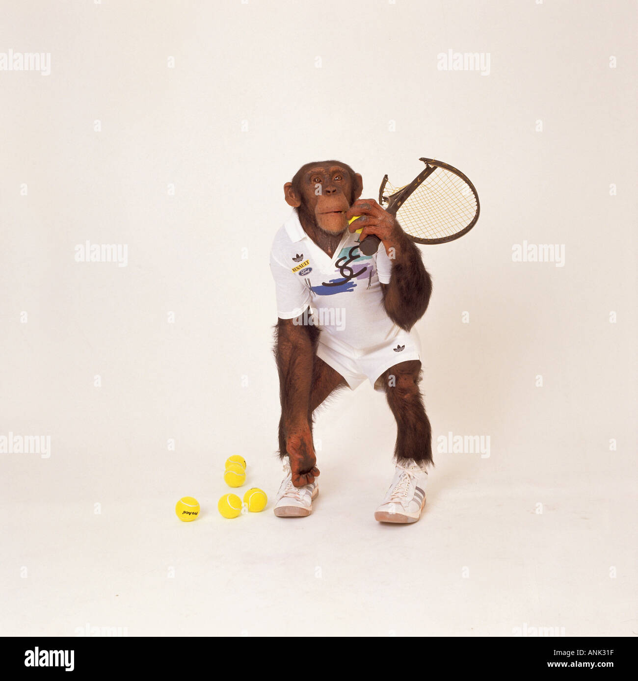 Savanna chimpanzee as tennis player / Pan troglodytes Stock Photo - Alamy