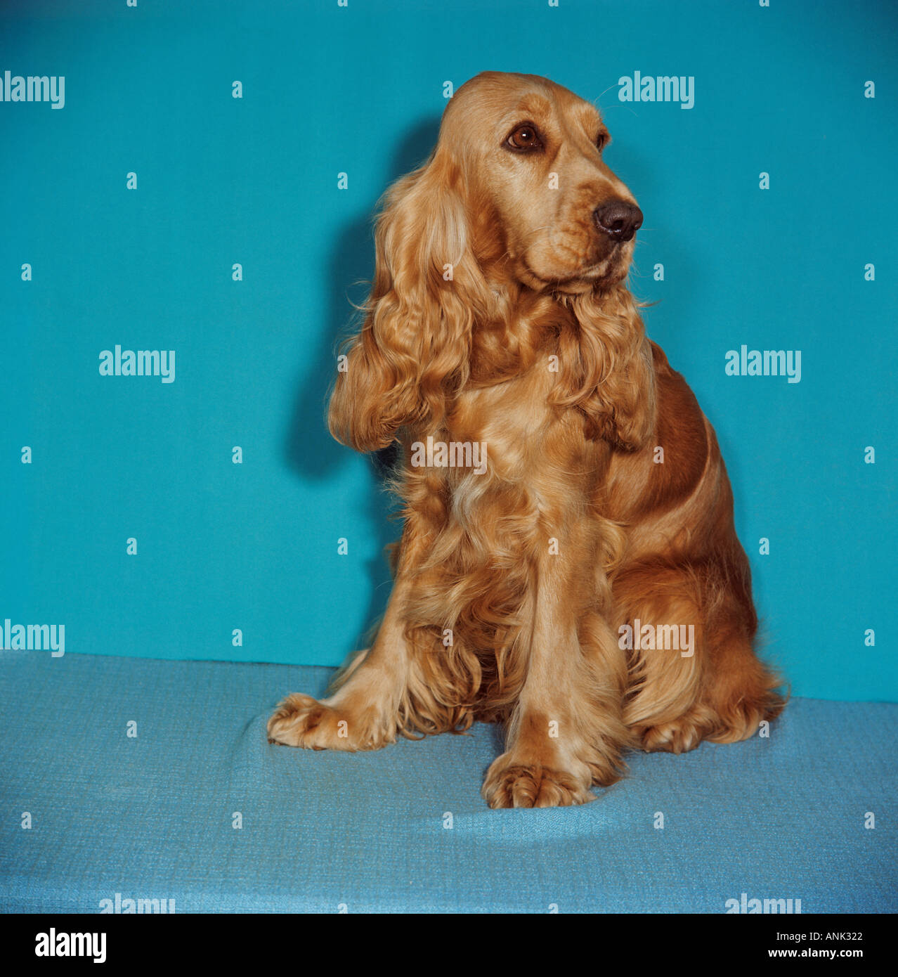 Cocker Spaniel dog - sitting Stock Photo - Alamy