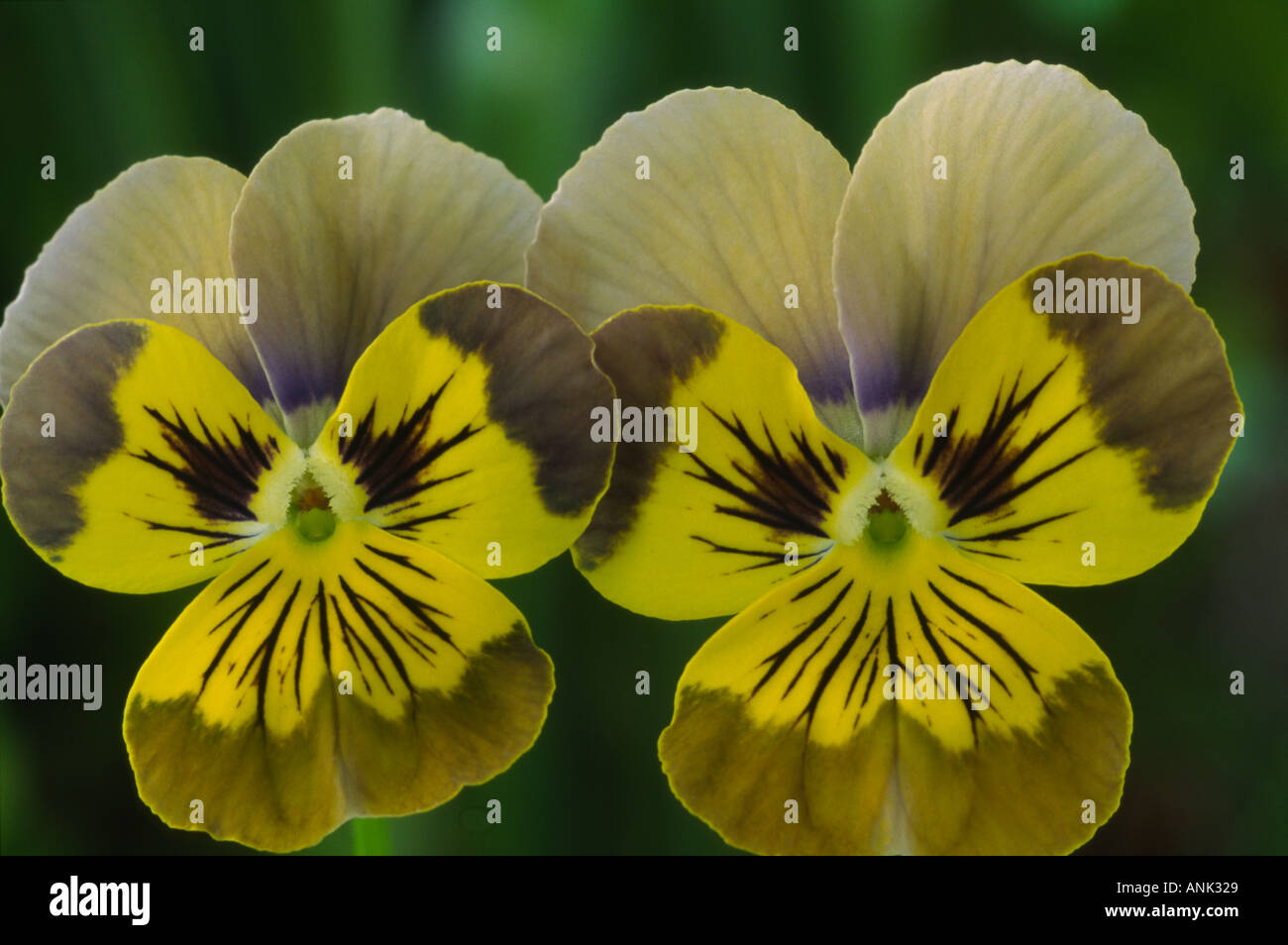 Viola 'Green Goddess'. Pansy, Violet Stock Photo - Alamy