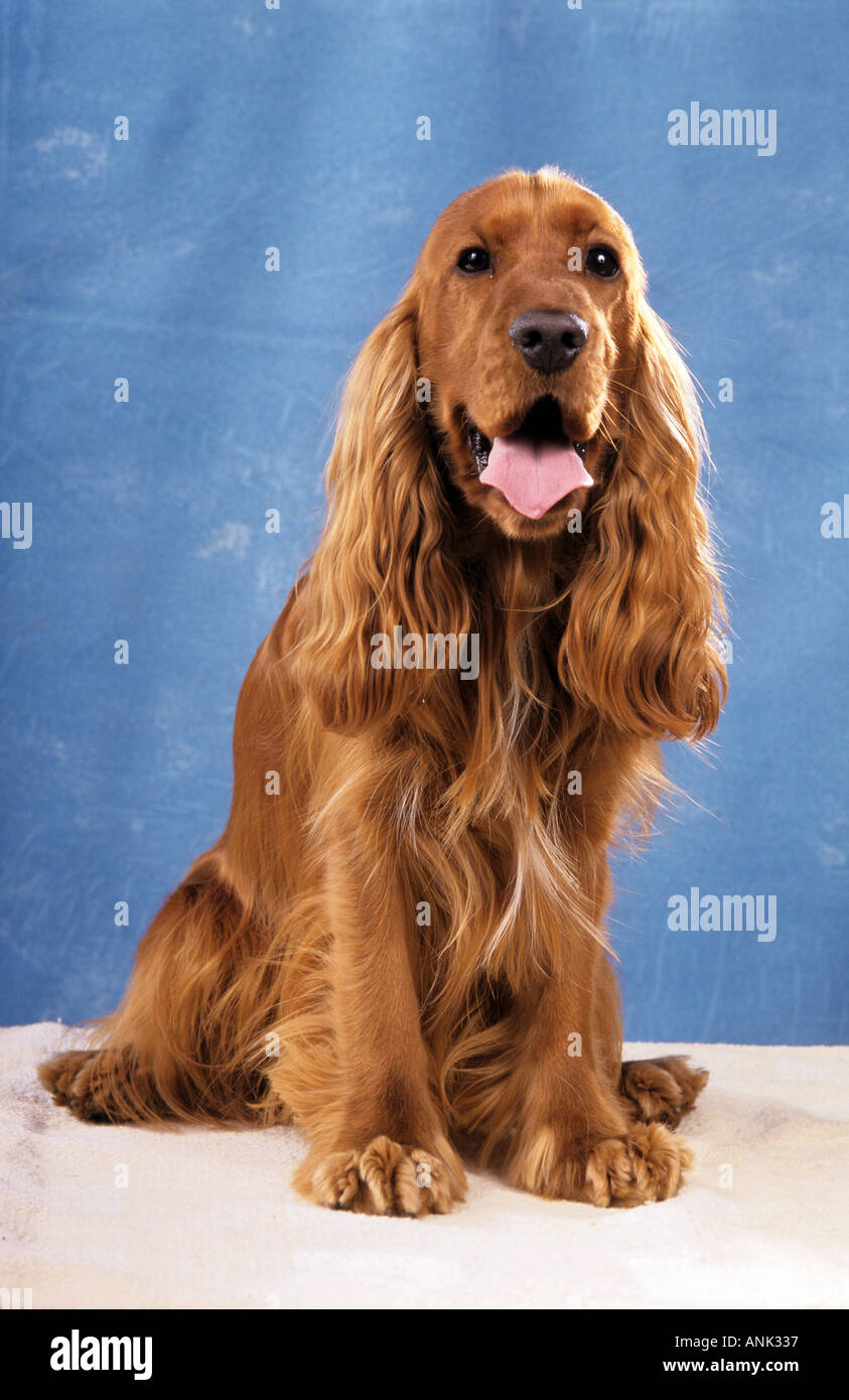 Cocker Spaniel dog - sitting Stock Photo - Alamy