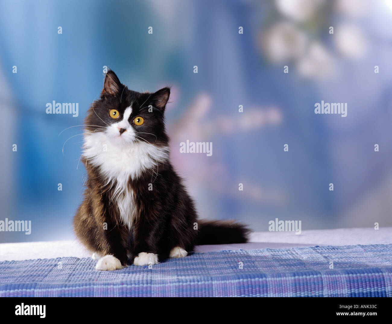 Maine Coon cat - sitting Stock Photo - Alamy