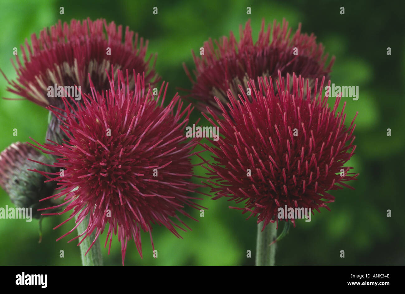 Cirsium rivulare 'Atropurpureum' Stock Photo - Alamy