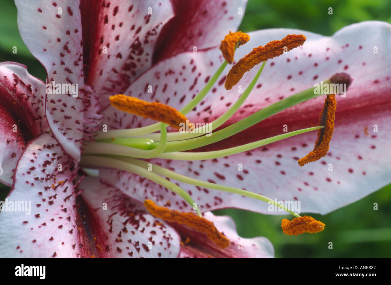 Lilium 'Dizzy'. Lily Stock Photo - Alamy