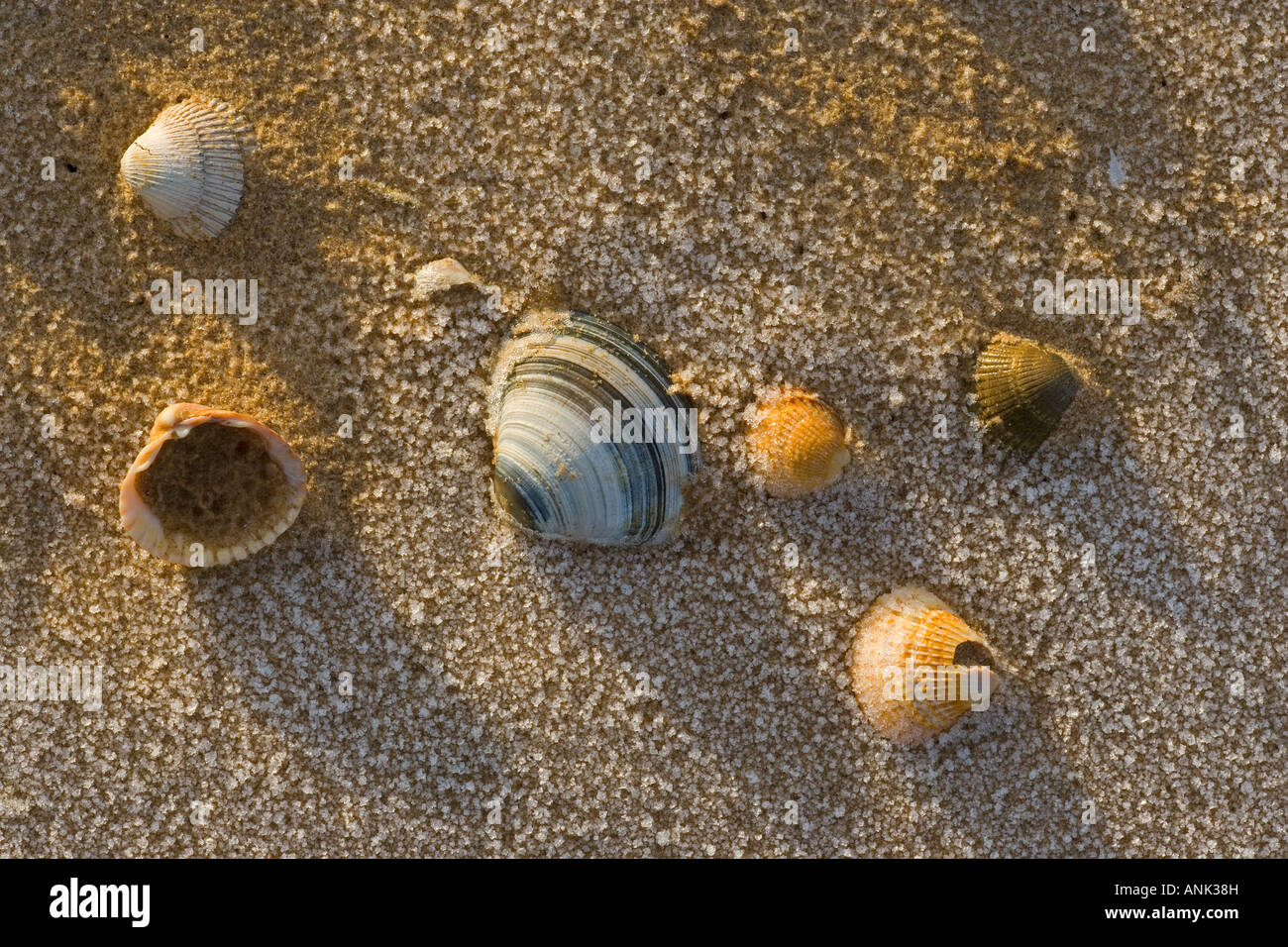 Frost covering sea shells Holkham Beach December Stock Photo - Alamy
