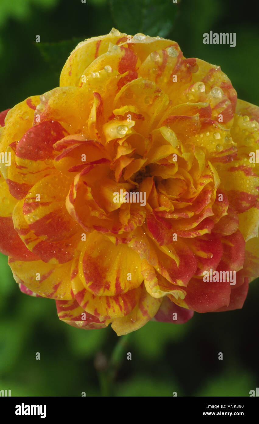 Rosa 'Delki'. syn. Sganarelle Stock Photo - Alamy