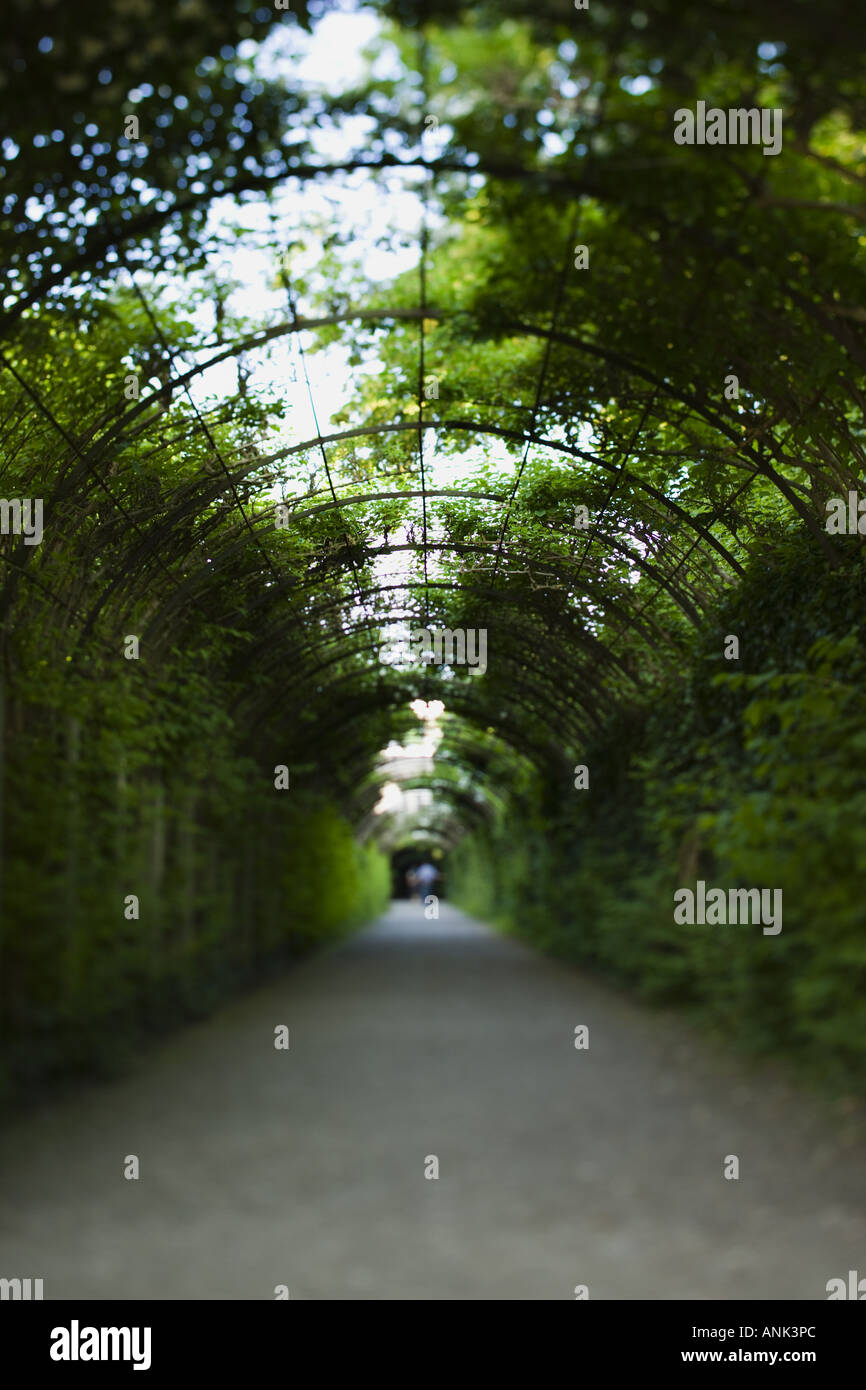 Trees forming a tunnel Stock Photo - Alamy