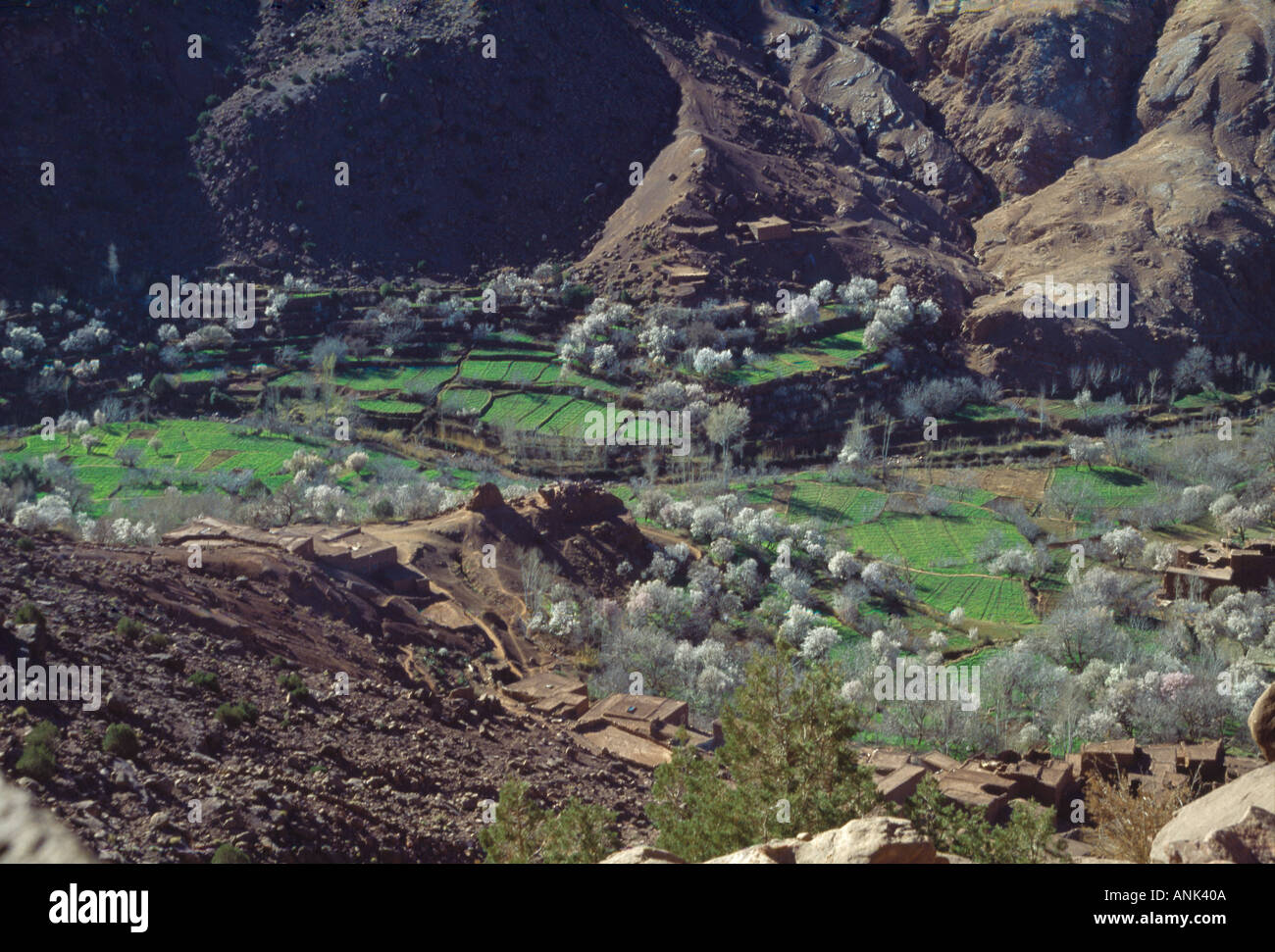 THE ATLAS MOUNTAINS IN MOROCCO TERRACED VALLEY WITH ALMOND TREES IN THE ...