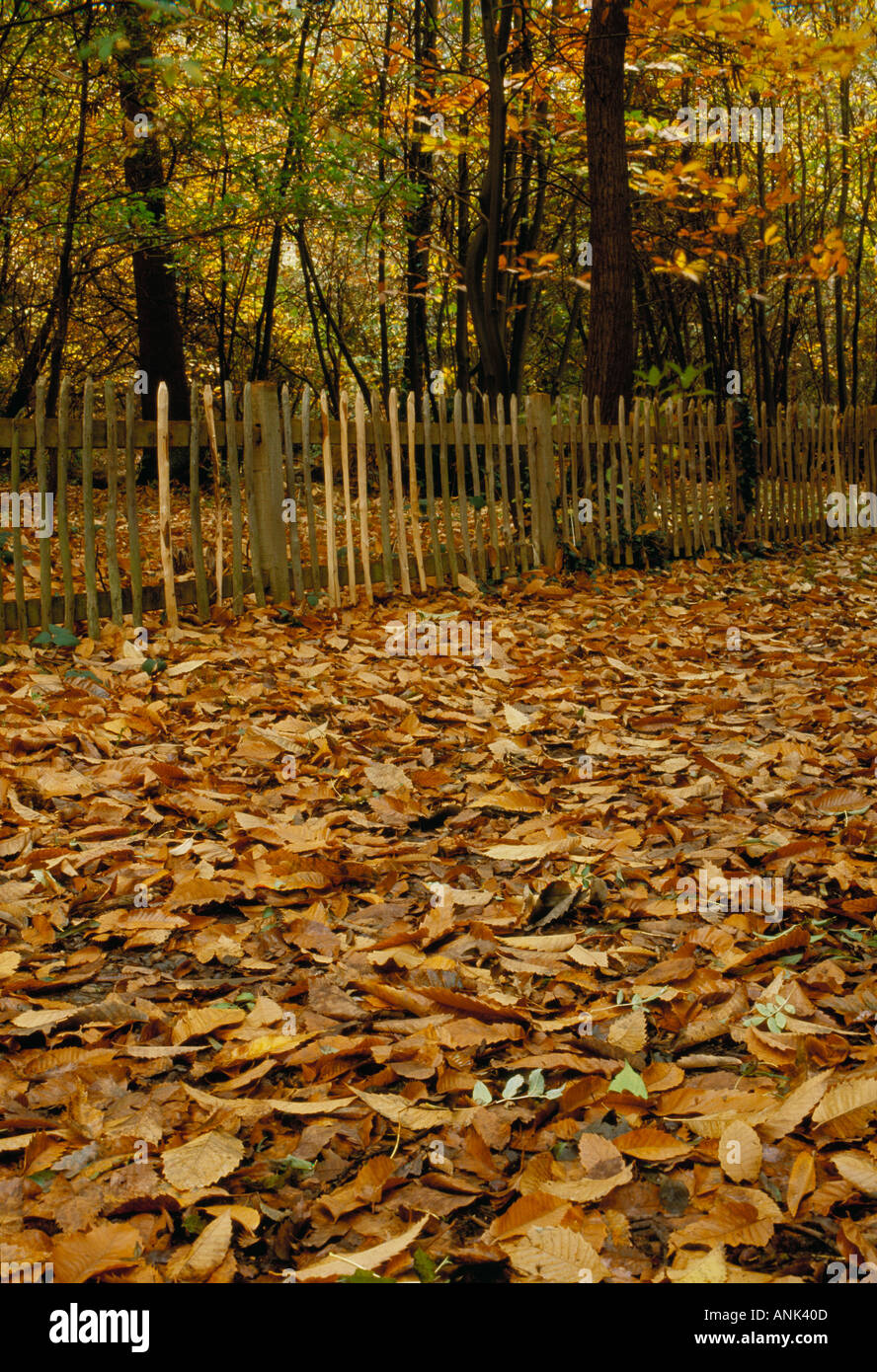 SWEET CHESTNUT TREES LESNES ABBEY WOODS, KENT, DURING THE AUTUMN Stock ...