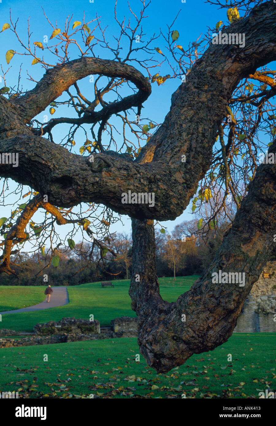 TREE BRANCH GRAPHIC Stock Photo - Alamy