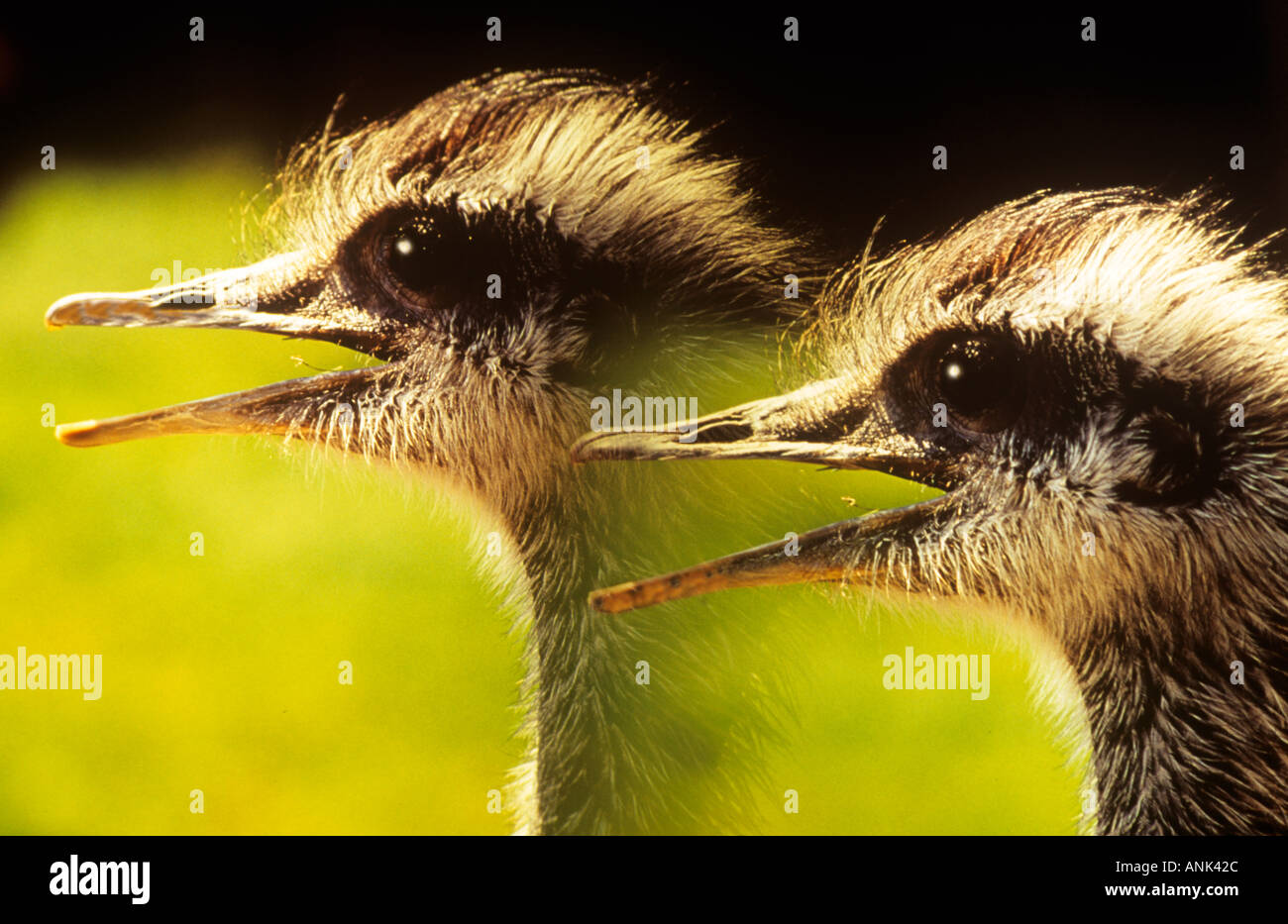 Two rheas hi-res stock photography and images - Alamy
