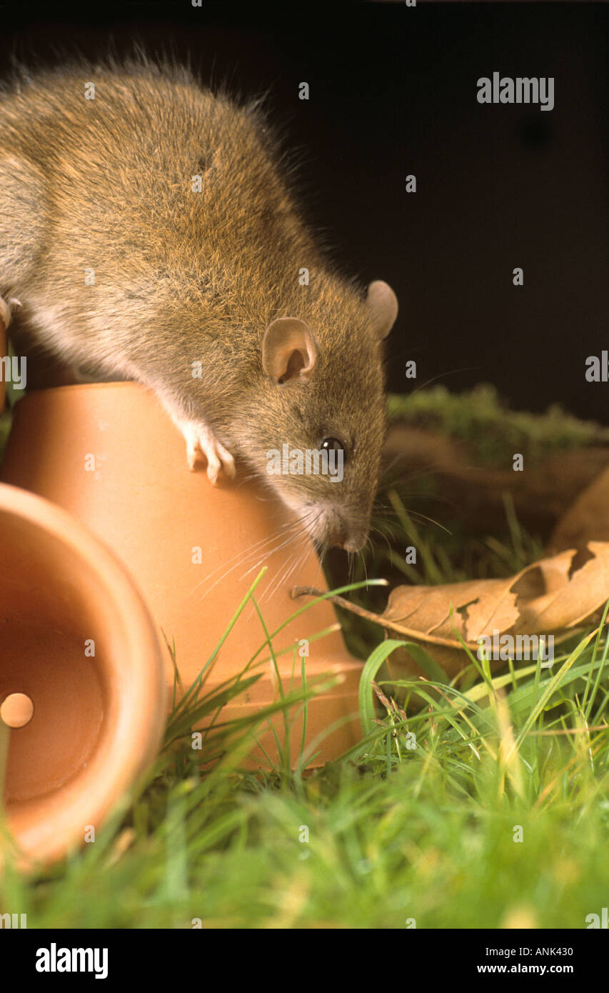 Loathed hi-res stock photography and images - Alamy