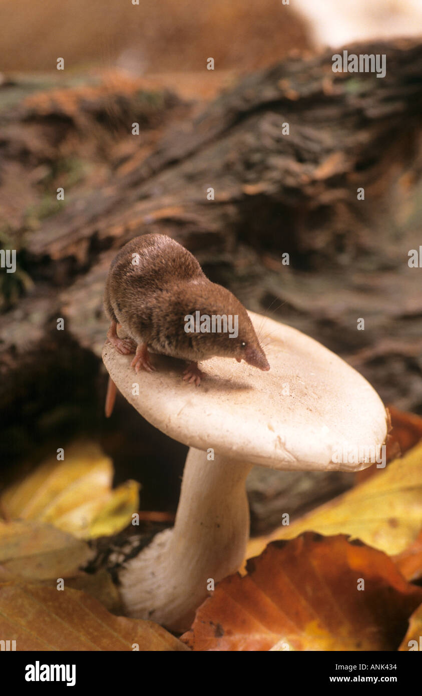 Funny shrew hi-res stock photography and images - Alamy