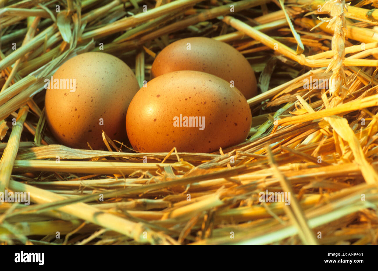 Three eggs in bird nest hi-res stock photography and images - Alamy
