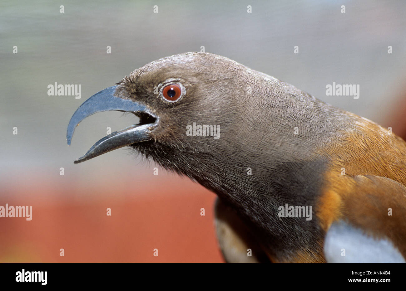 Tree pie bird hi-res stock photography and images - Alamy