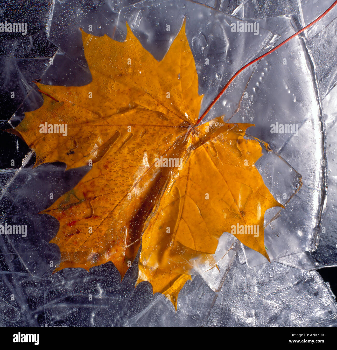 maple leaf covered in ice in autumn. Photo by Willy Matheisl Stock ...