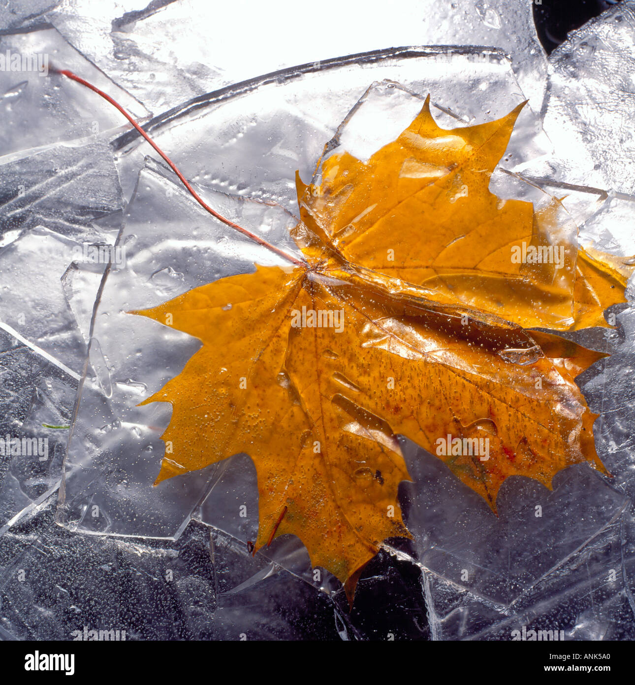 maple leaf covered in ice on lake. Canada. Photo by Willy Matheisl ...