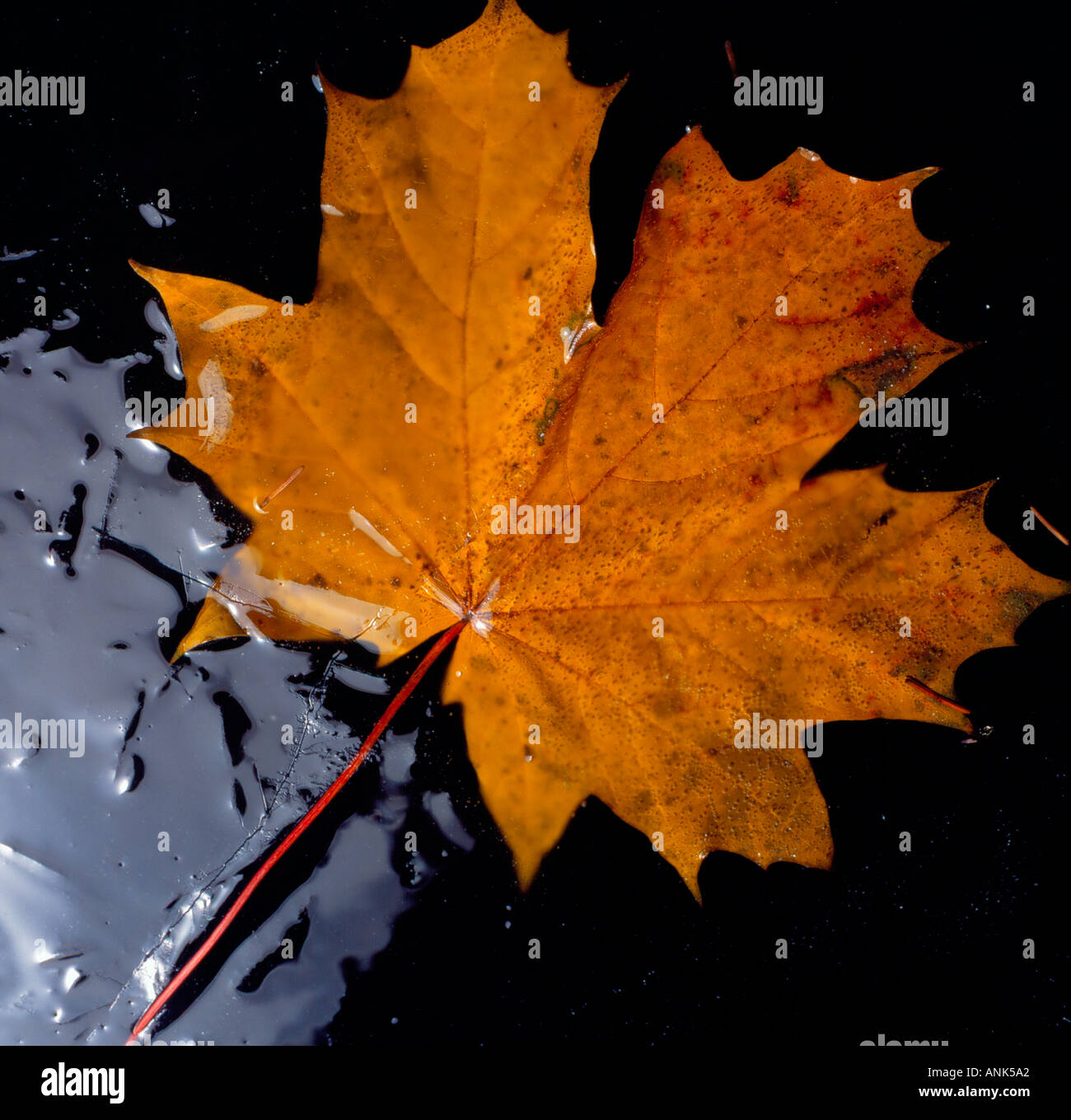 foliage maple leaf in ice. Photo by Willy Matheisl Stock Photo - Alamy