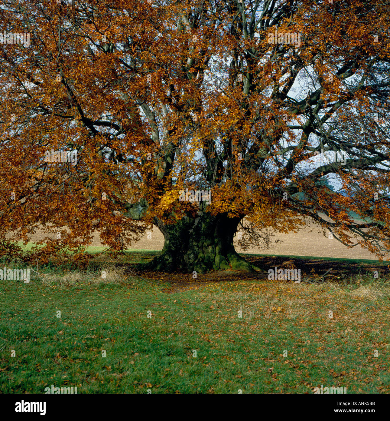 Single big beech tree autumn hi-res stock photography and images - Alamy