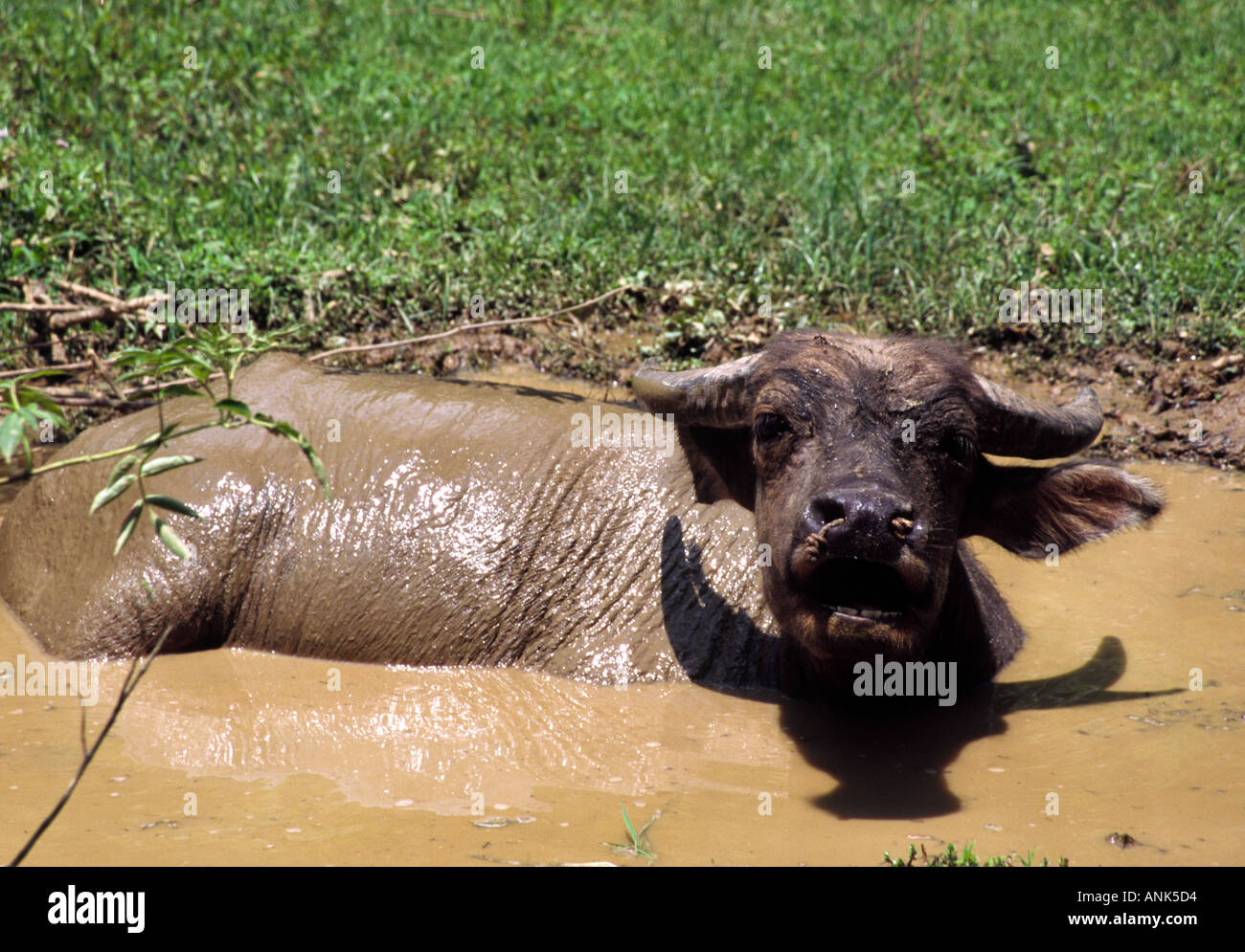 Water buffalo wallow in mud hi-res stock photography and images - Alamy