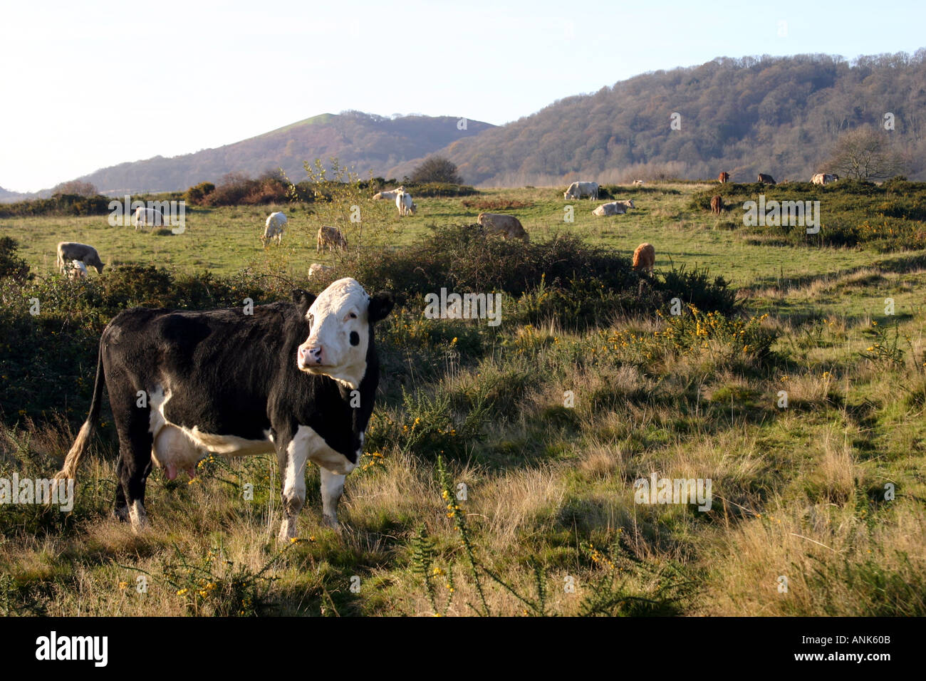Cattle grazing on Castlemorton Common near the Malvern Hills ...