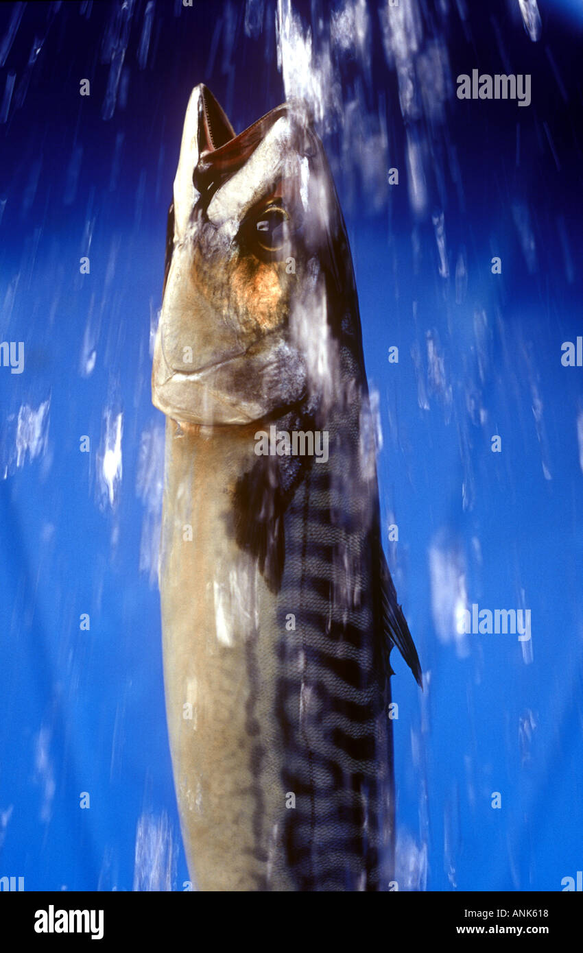 Caught fish hanging on fishing hi-res stock photography and images - Alamy