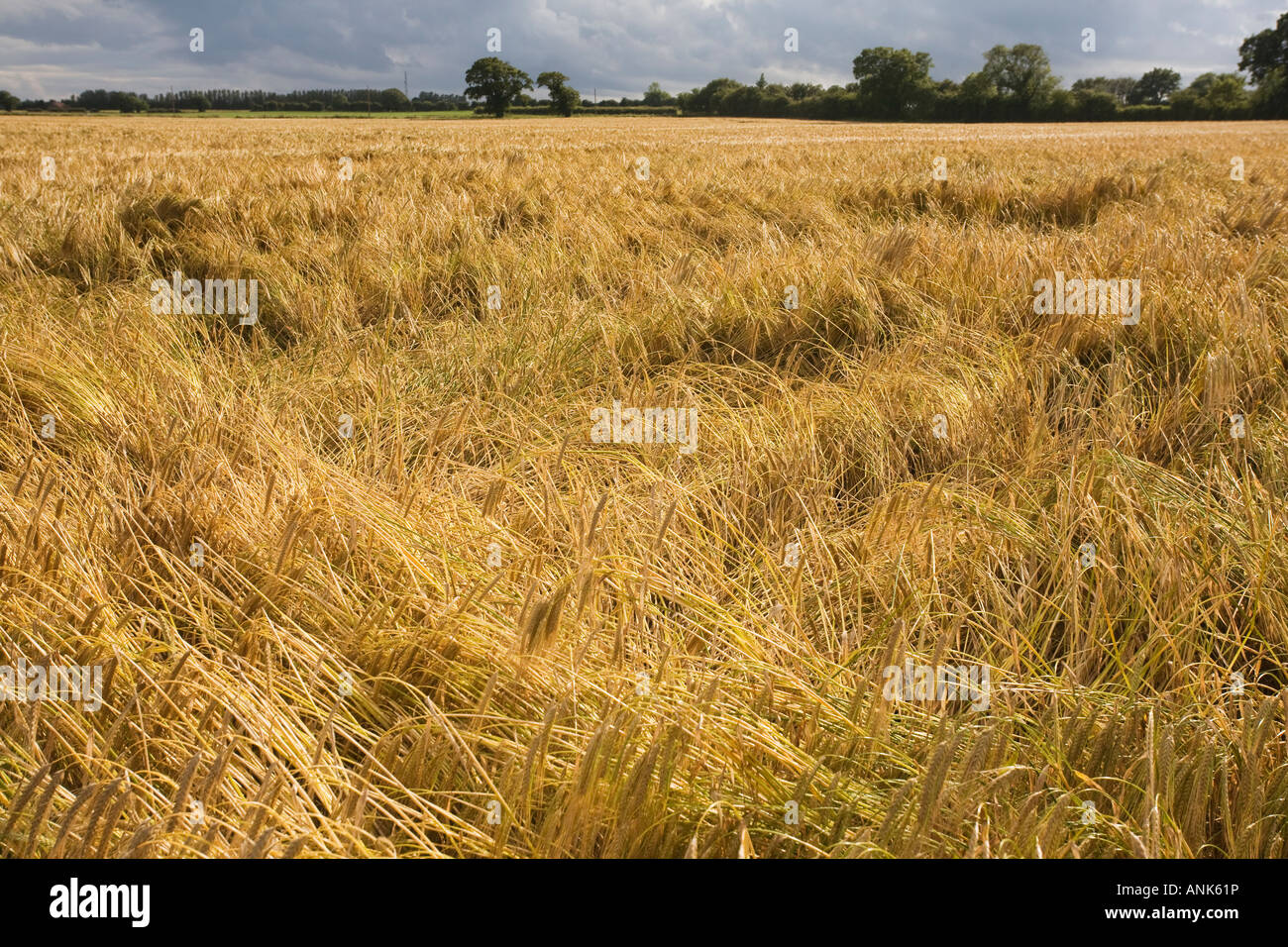 Flattened barley in a field Norfolk UK Heavy rains in the summer caused ...