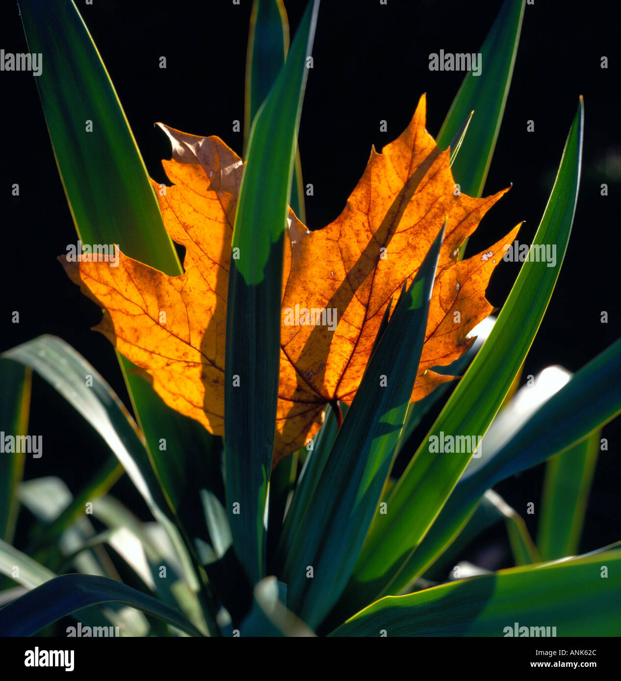 fallen maple leaf on yucca in autumn. Photo by Willy Matheisl Stock ...