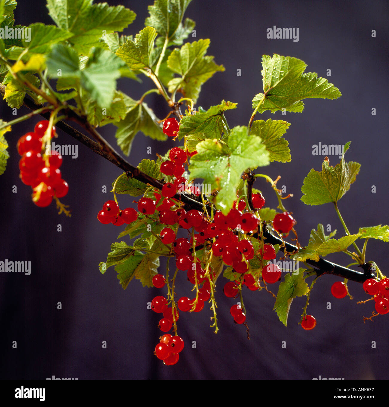 red currant with fruit. Photo by Willy Matheisl Stock Photo - Alamy