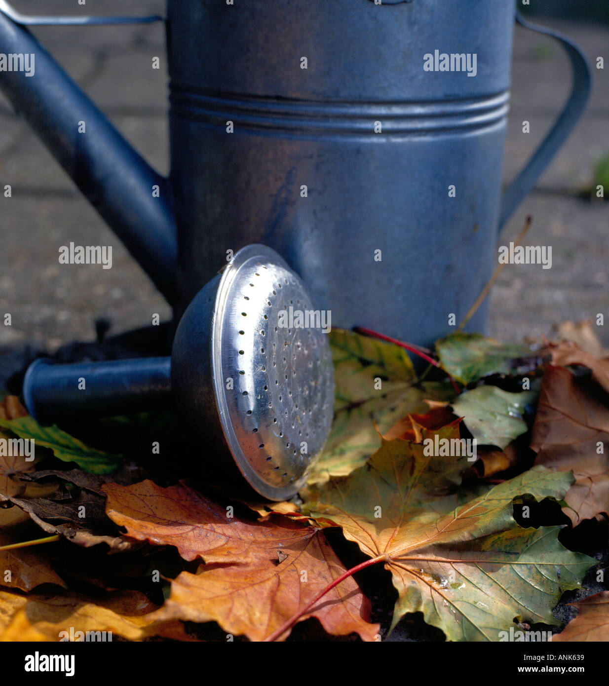 watering can and autumn leaves. Photo by Willy Matheisl Stock Photo - Alamy