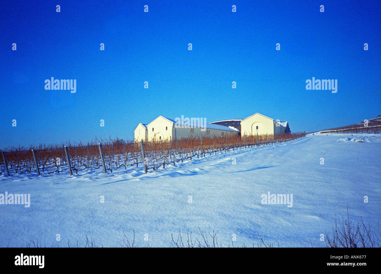 The Disznoko winery and vineyard in Tokaj under snow in winter. . The ...