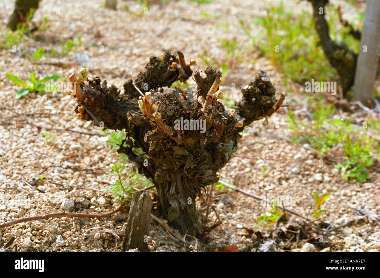 Tokaj hungary soil hi-res stock photography and images - Alamy