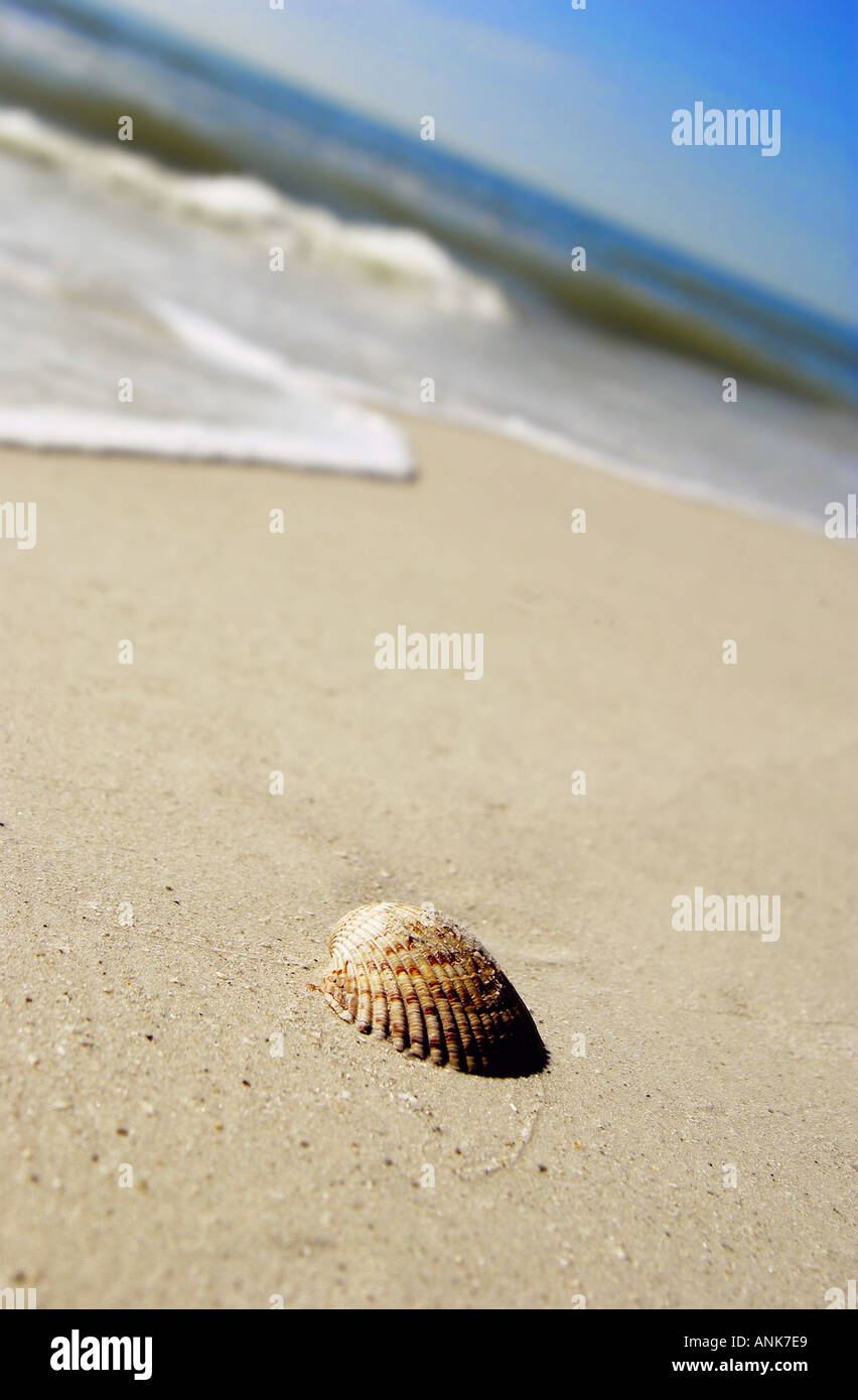 Seashell on beach Stock Photo - Alamy