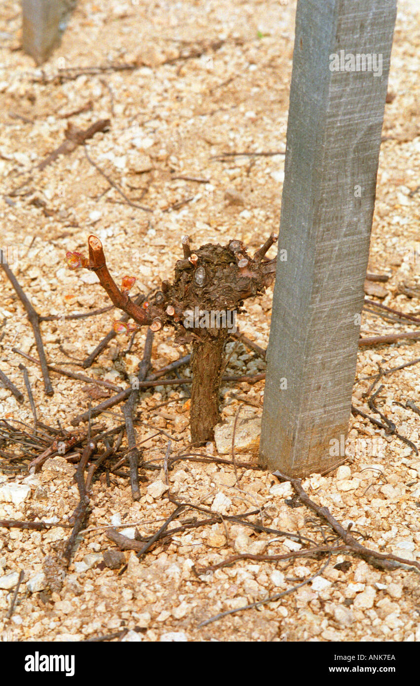 The Disznoko winery in Tokaj: in the vineyard: a young vine spring ...