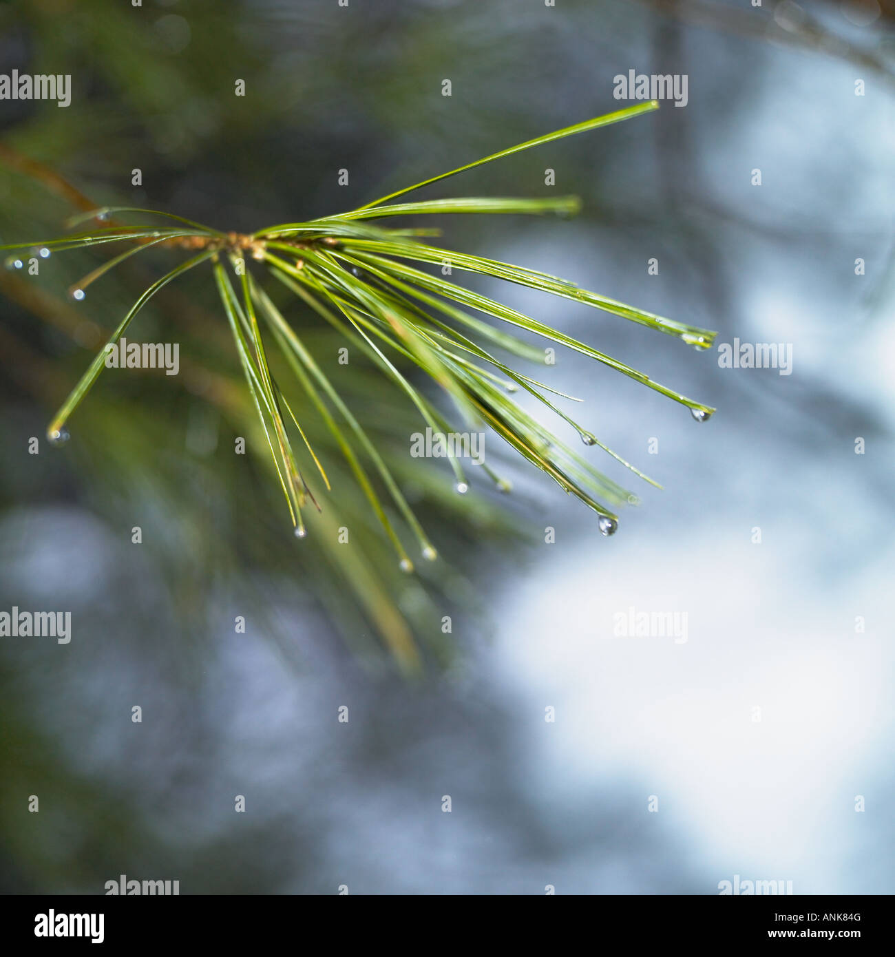 Twig of pine tree Stock Photo - Alamy