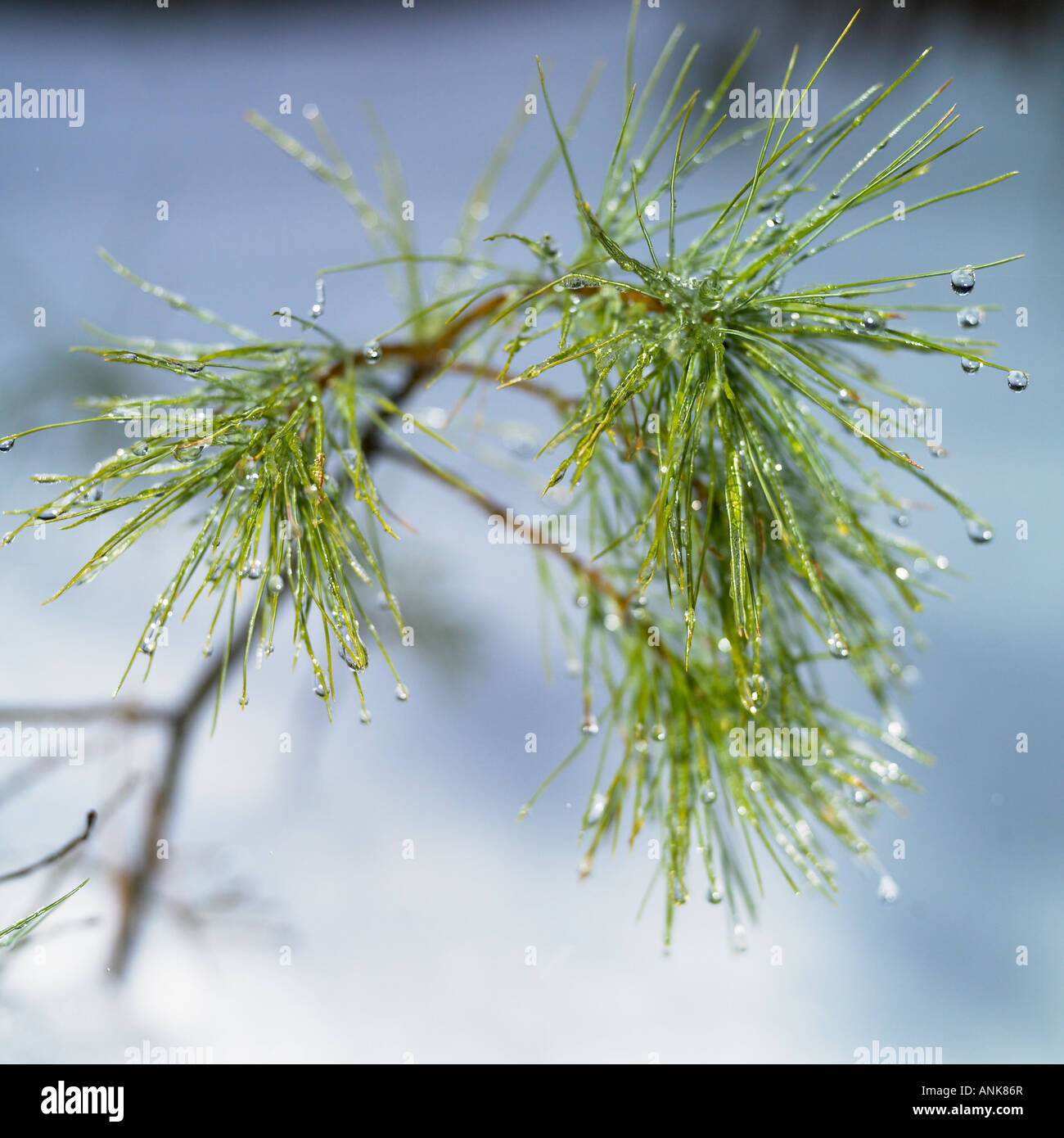 Twig of pine tree Stock Photo - Alamy
