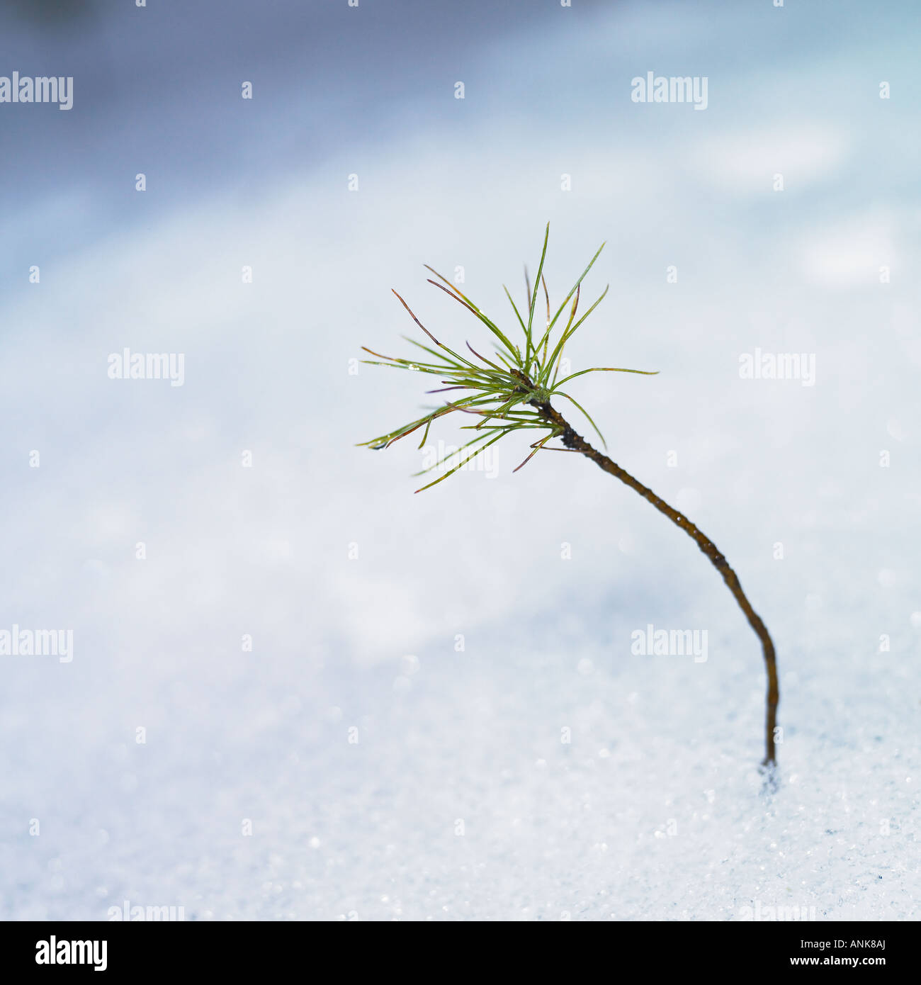 Twig of pine tree Stock Photo - Alamy