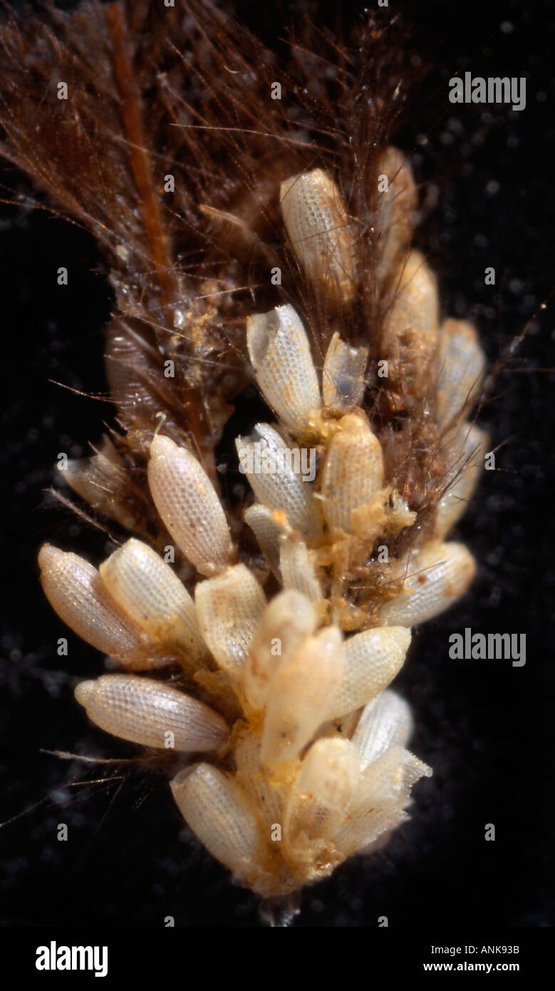 Bird louse hi-res stock photography and images - Alamy