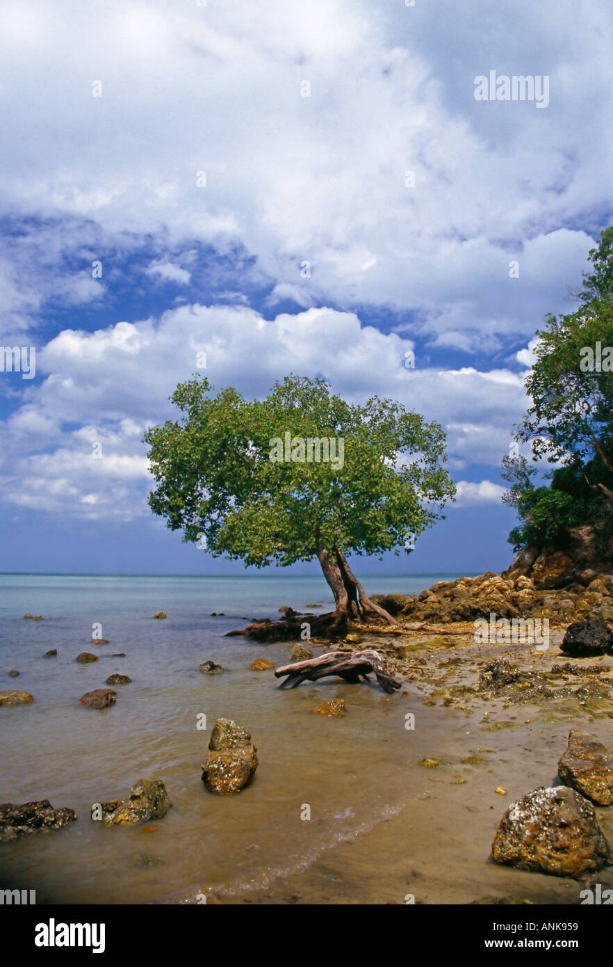 Mangrove tree West coast Malaysia Port Dickson Stock Photo - Alamy