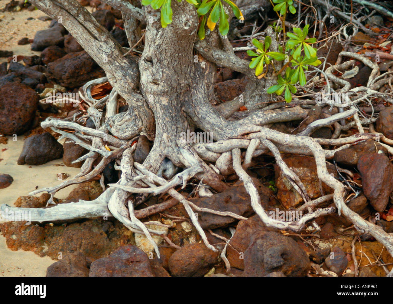 Mangrove tree Malaysia port dickson Stock Photo - Alamy