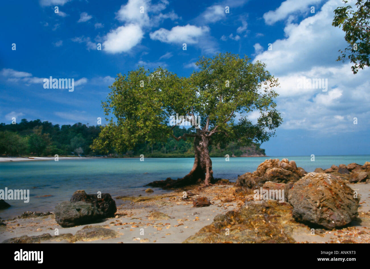 Mangrove tree Malaysia port dickson Stock Photo - Alamy