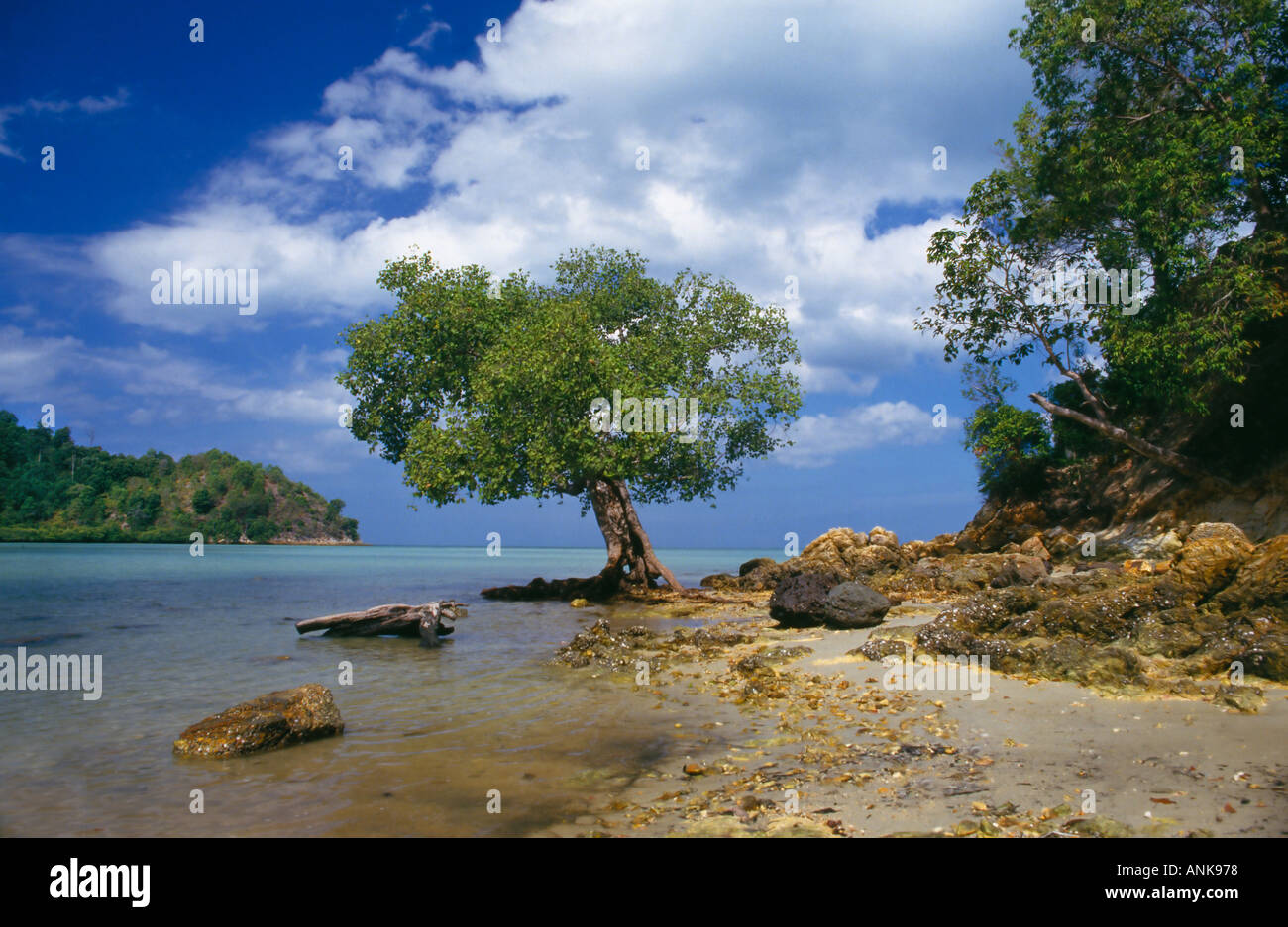 Mangrove tree Malaysia port dickson Stock Photo - Alamy