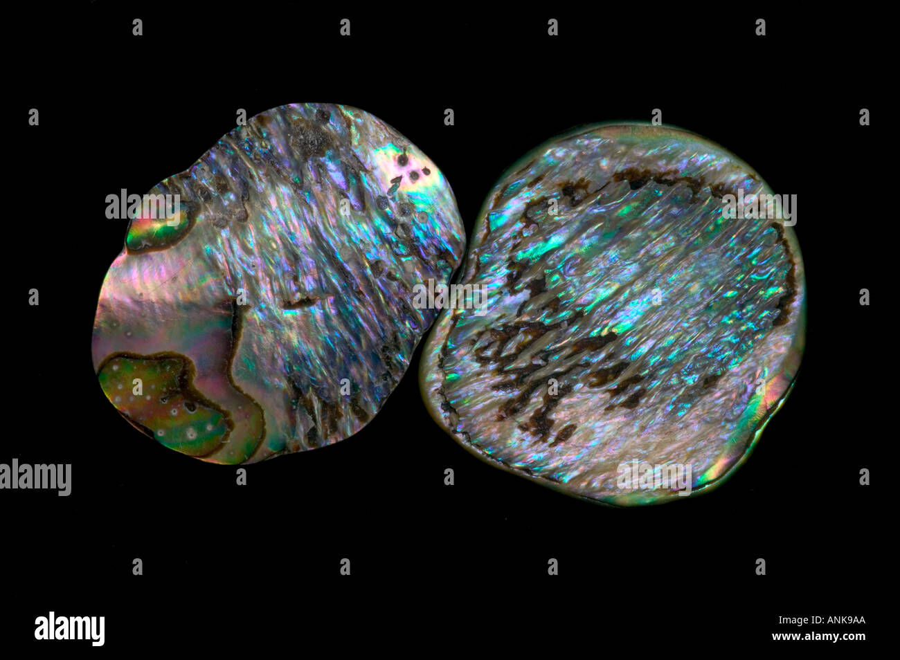 Paua shell hi-res stock photography and images - Alamy